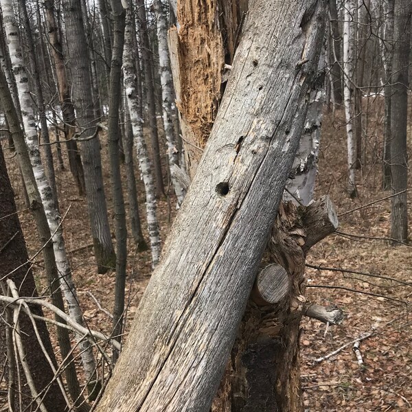 Dead Tree - Etsy