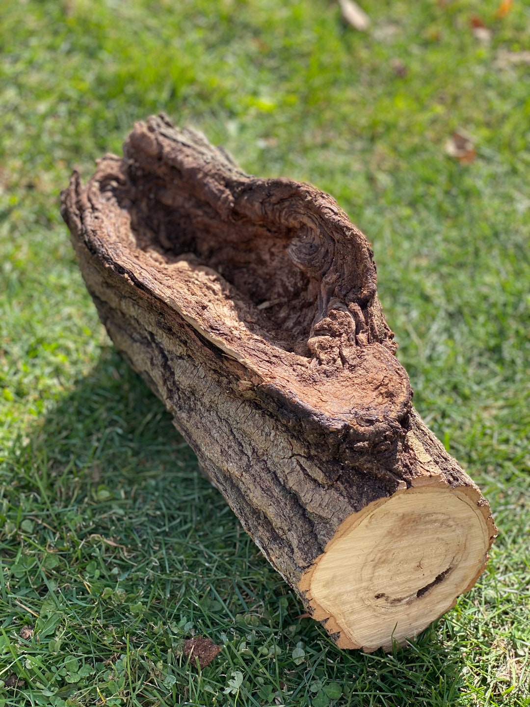 Aspen Log With Unique Knot Hole, Approximately 14.5 Inches Long by 9 ...