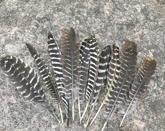 Turkey Tail Feathers, Wild Eastern Turkey Tail Feathers, 5 Count - Etsy