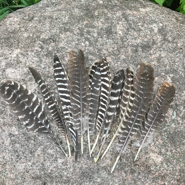 Wild Turkey Feathers - Etsy
