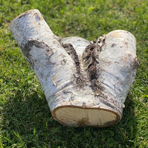 Unique White Birch Log, Approximately 13 Inches Long by About 13 Inches ...