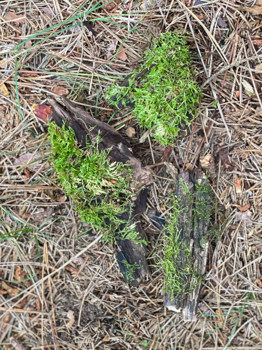 Three Moss Covered Sticks, Mossy Sticks, 4-7 Inches Long by 1-3 Inches ...