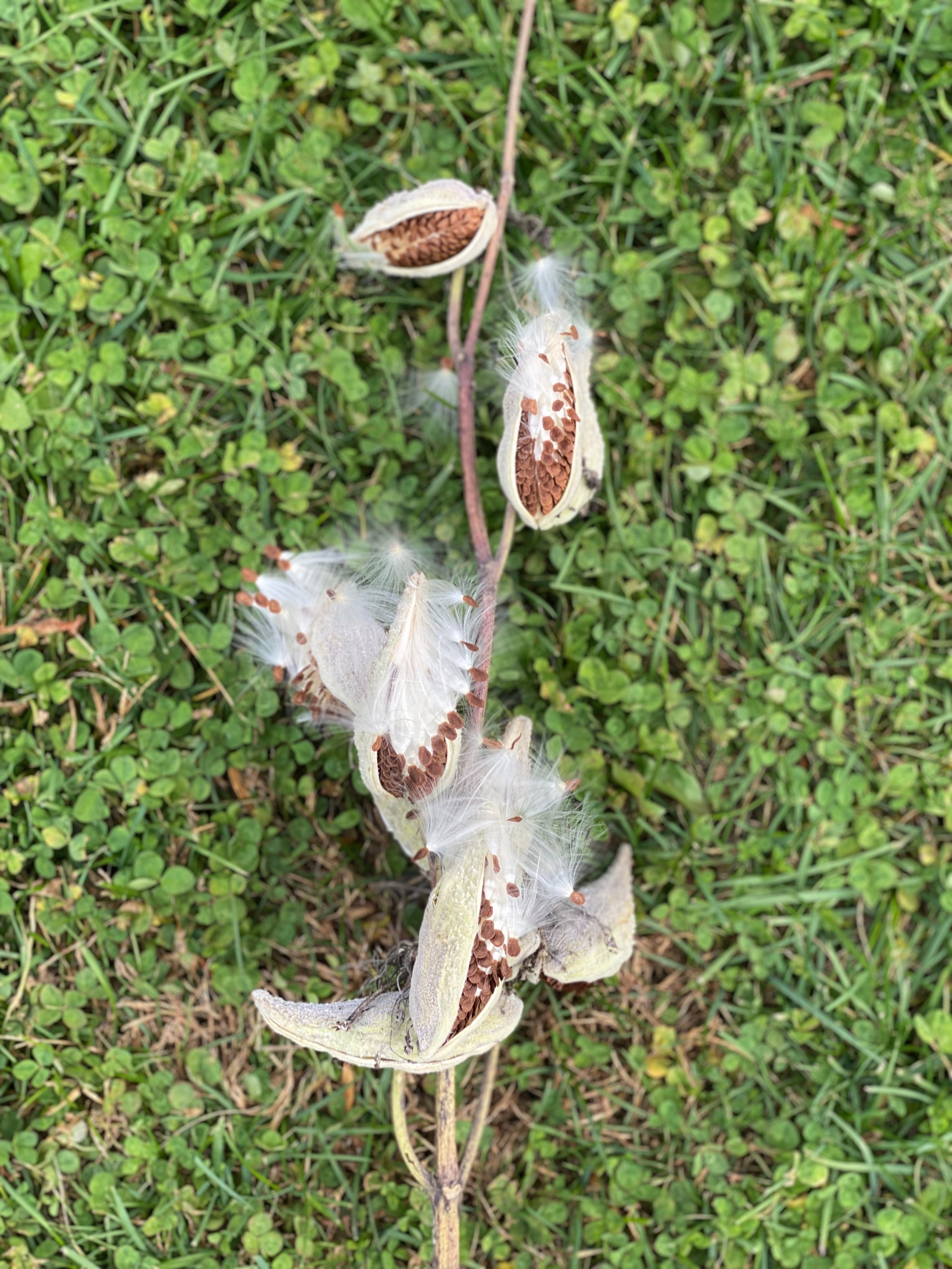Milkweed Pods Crafts