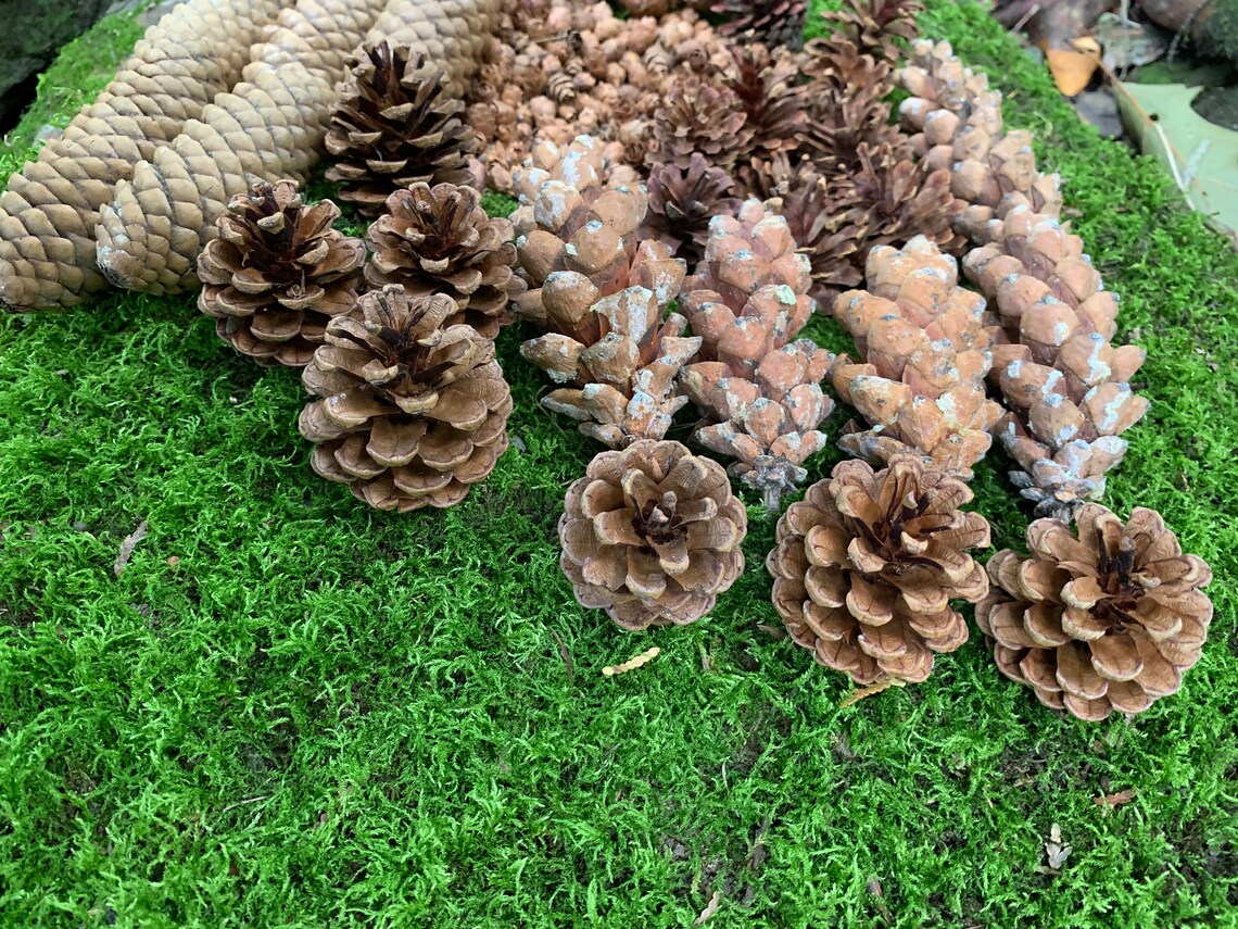 Pine Cone Assortment, 10 Red Pine, 5 White Pine, 5 Norway Spruce, 10 ...