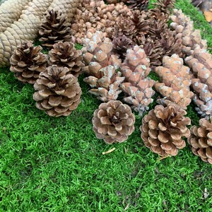 Pine Cone Assortment, 10 Red Pine, 5 White Pine, 5 Norway Spruce, 10 ...