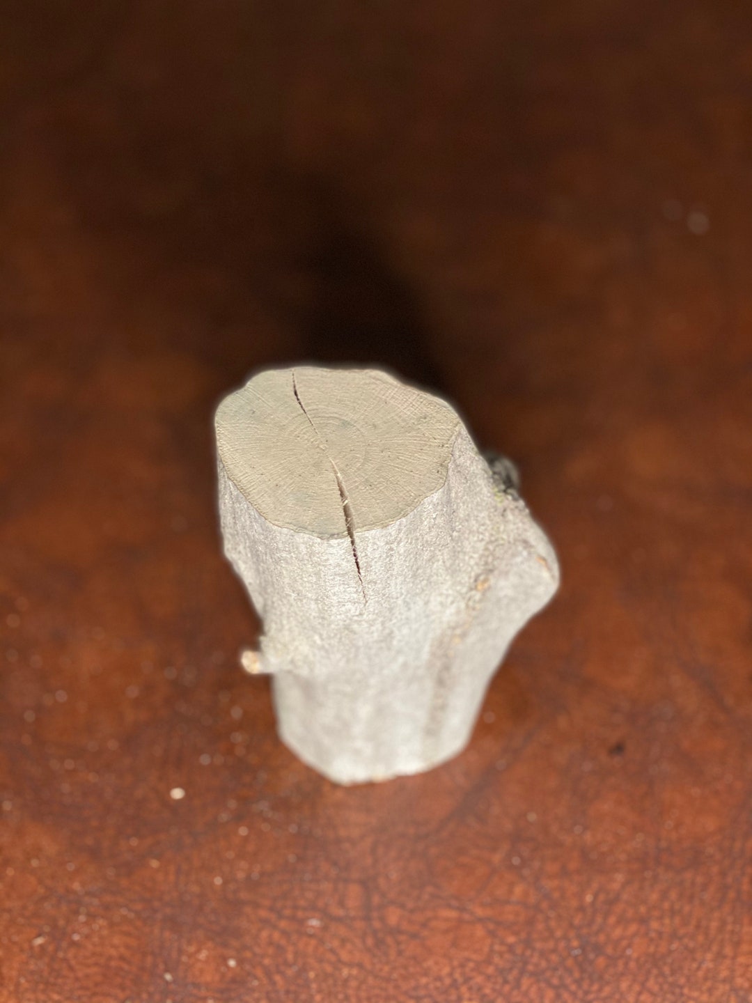 Blue Beech, Musclewood, Ironwood Log, Approximately 4 Inches Long X 2.5 ...