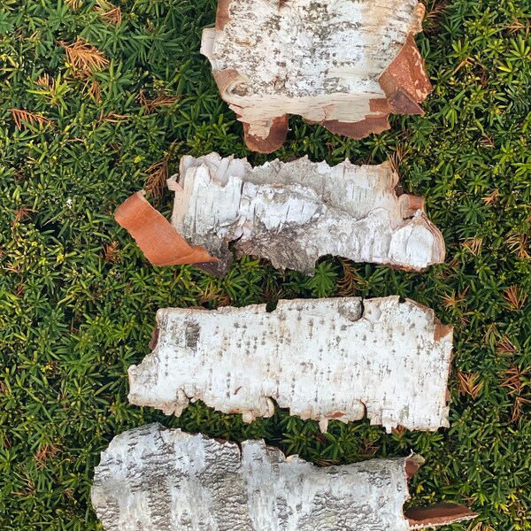 Birch Bark Art - Etsy