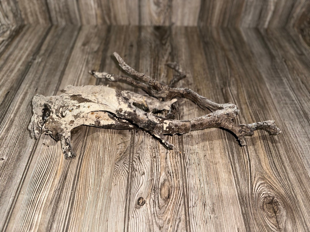 Tree Root, Roots From Ground, Frog Playground, Approximately 19 Inches ...