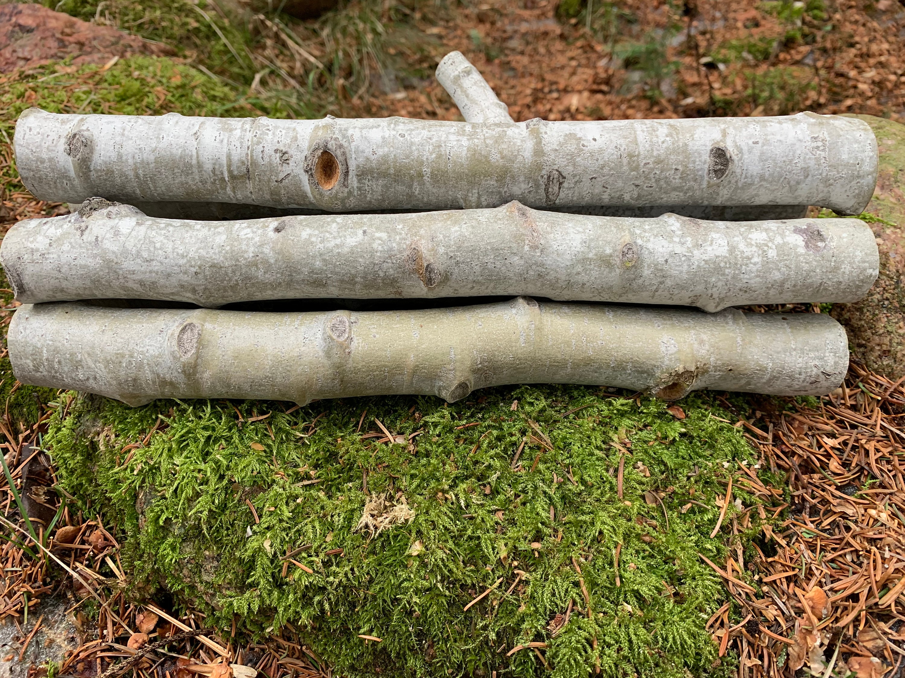Aspen Logs 12 Inches Long 1-2 Inch Diameter 6-count - Etsy