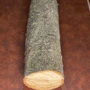 Basswood Log, One Count, About 16 Inches Long by 5 Inches Diameter - Etsy