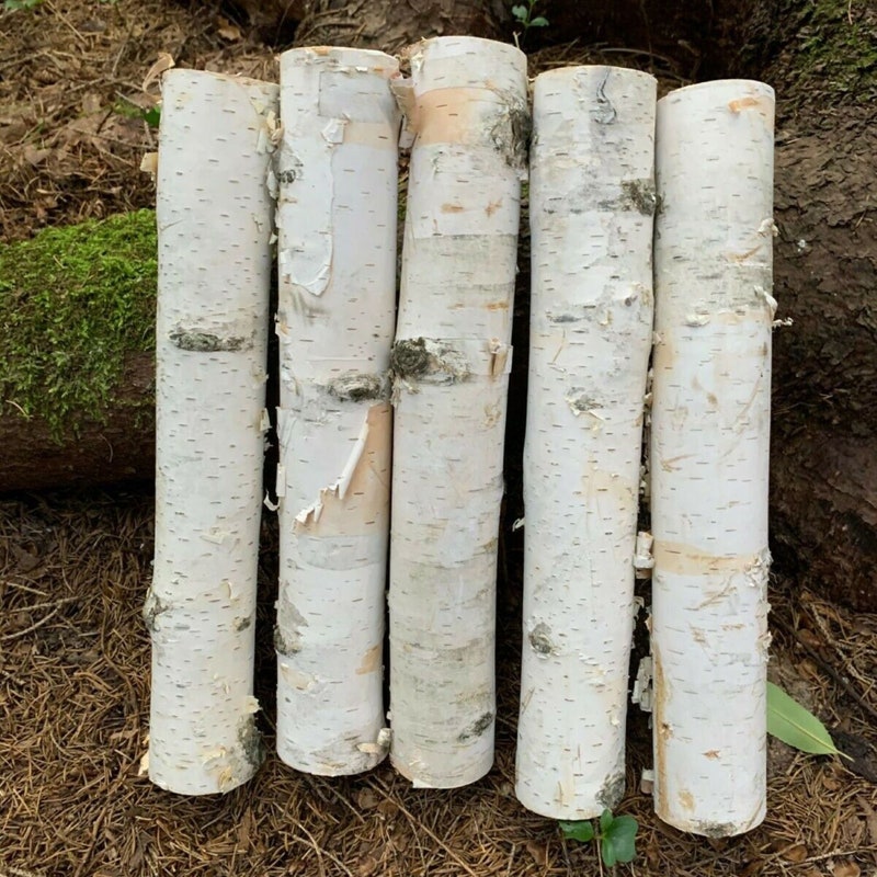 Birch Poles - Etsy