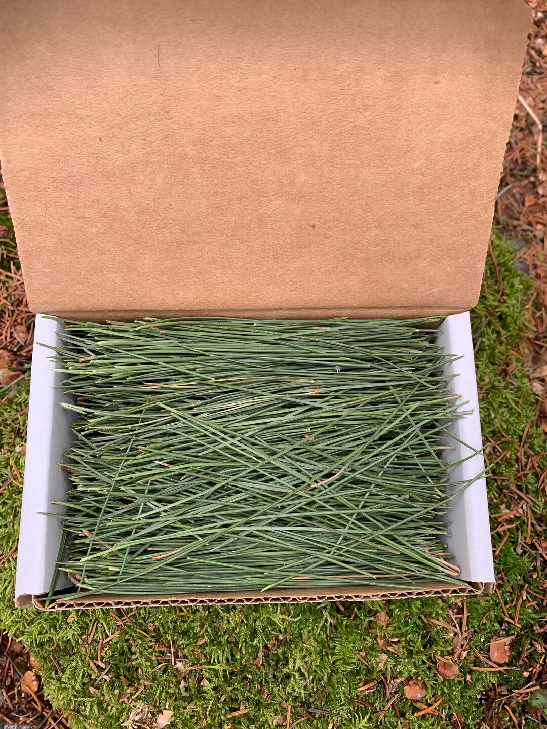 PINE NEEDLES, FRESH, 4 Ounces, Red Pine - Etsy