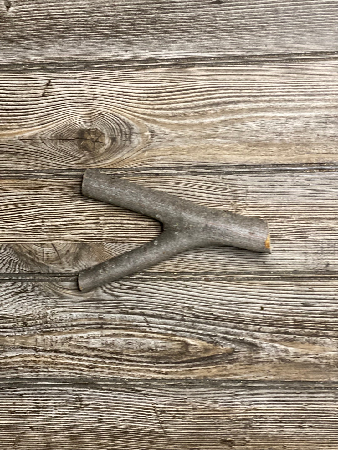 Blue Beech, Musclewood, Ironwood Y-log, Approximately 7 Inches Long by ...