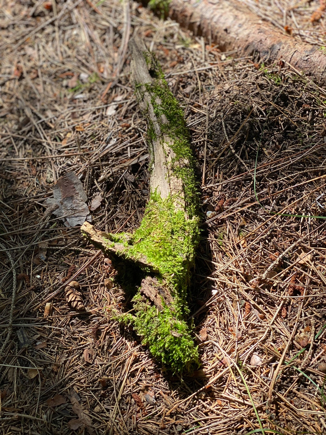 Moss Covered Log, Mossy Log, 13 Inches Long by 4 Inches Wide and 2 ...
