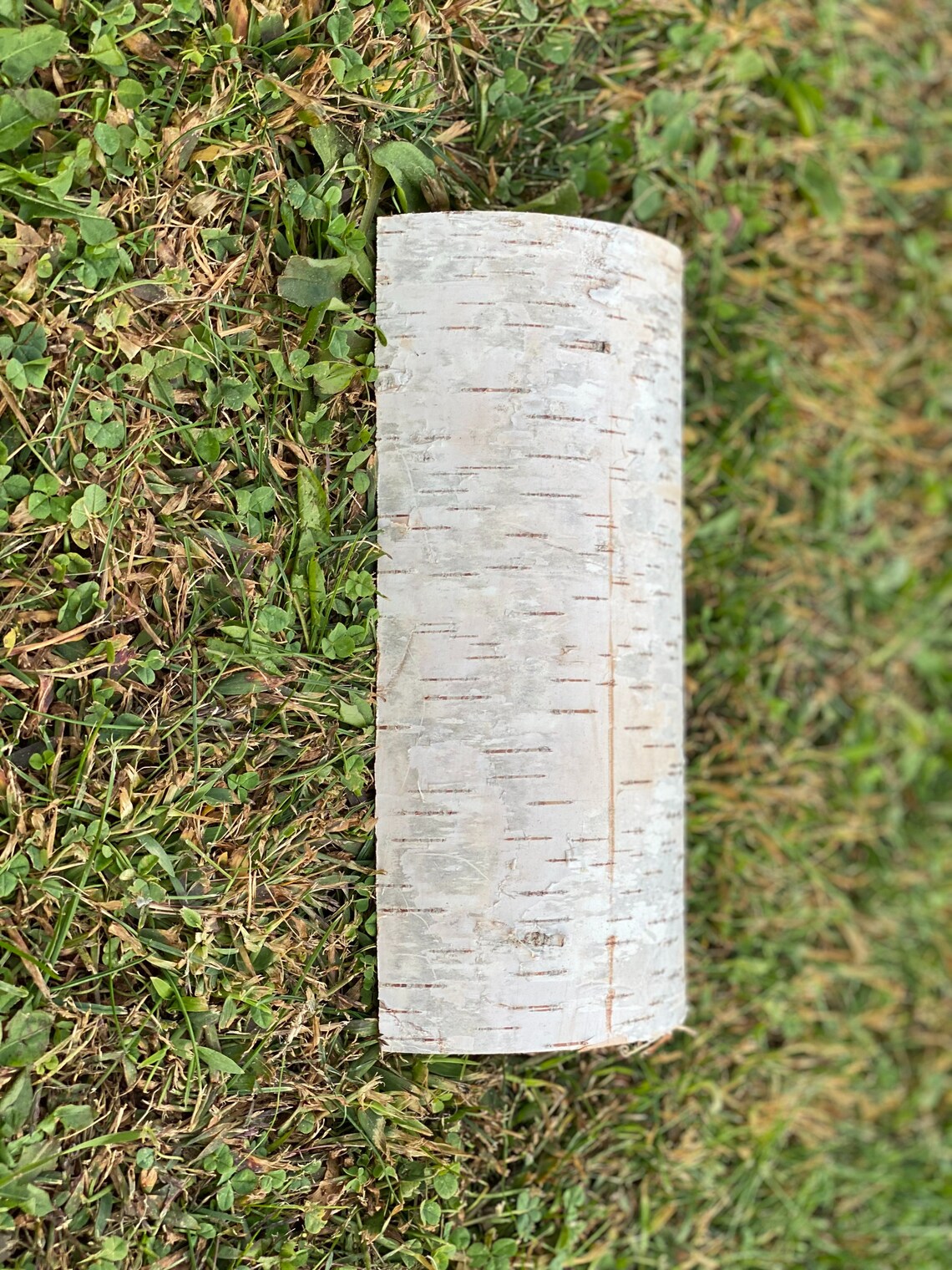White Birch Half Log Birch Slab About 9 Inches Long by 4.5 - Etsy
