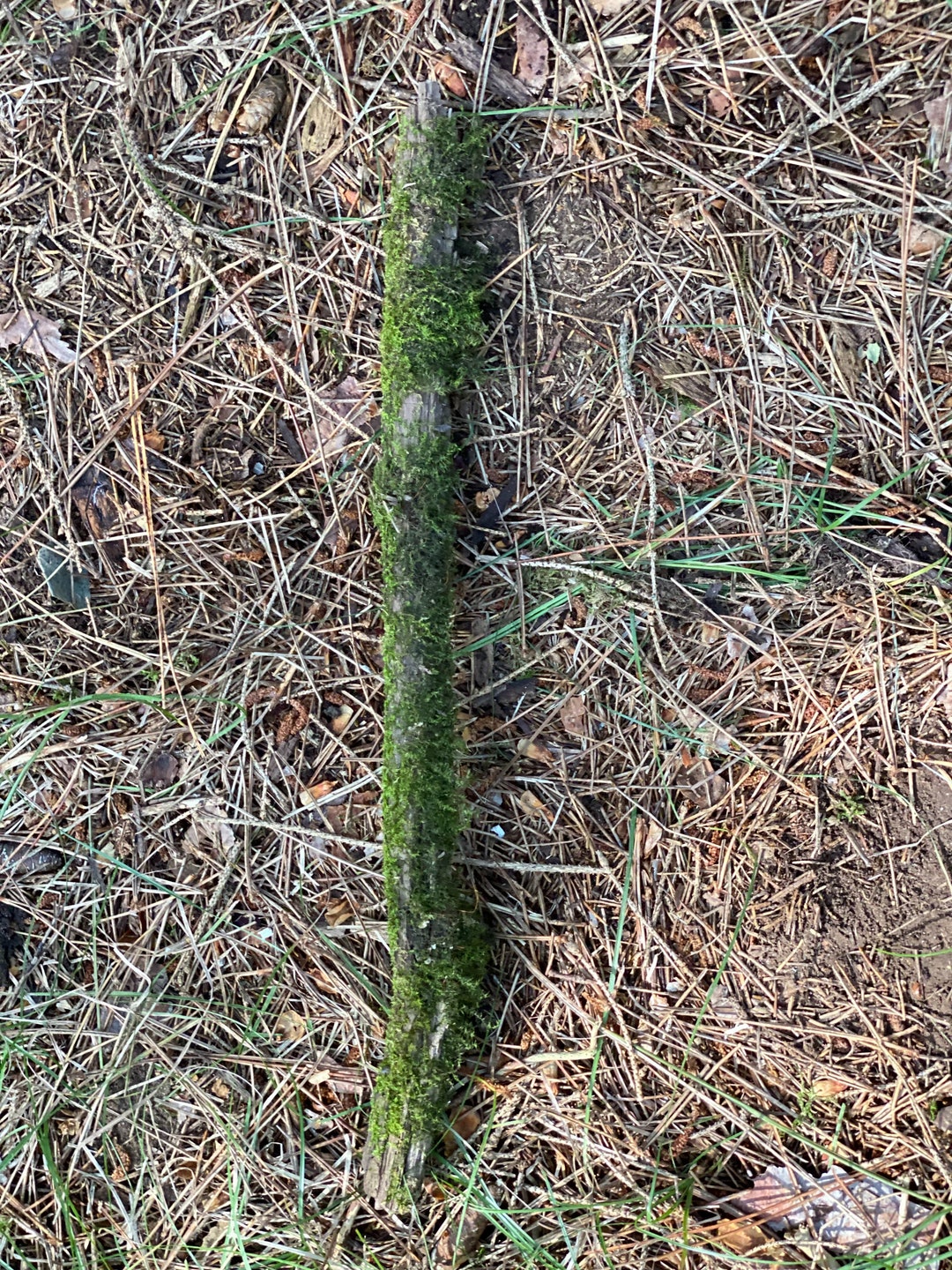 Moss Covered Stick, Mossy Stick, 15 Inches Long by 1 Inch Wide and 1 ...