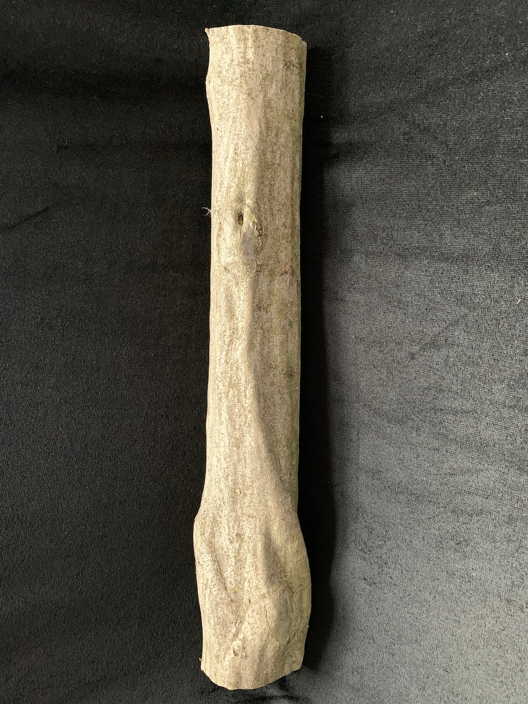 Blue Beech, Musclewood, Ironwood Log, Approximately 15 Inches Long X 2 ...