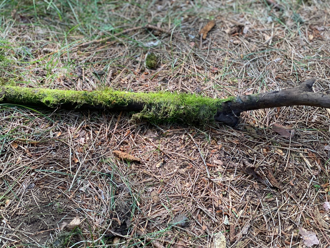 Moss Covered Stick, Mossy Stick, 26 Inches Long by 2 Inches Wide and 2 ...