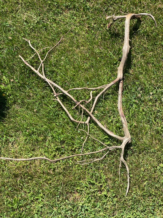 Natural Root Roots from Ground Frog Playground | Etsy