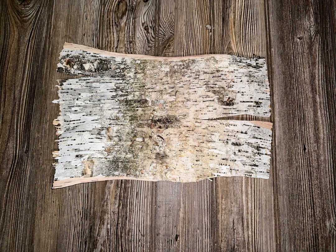 Natural White Birch Bark, White Birch Sheet, Approximately 14.5 Inches ...