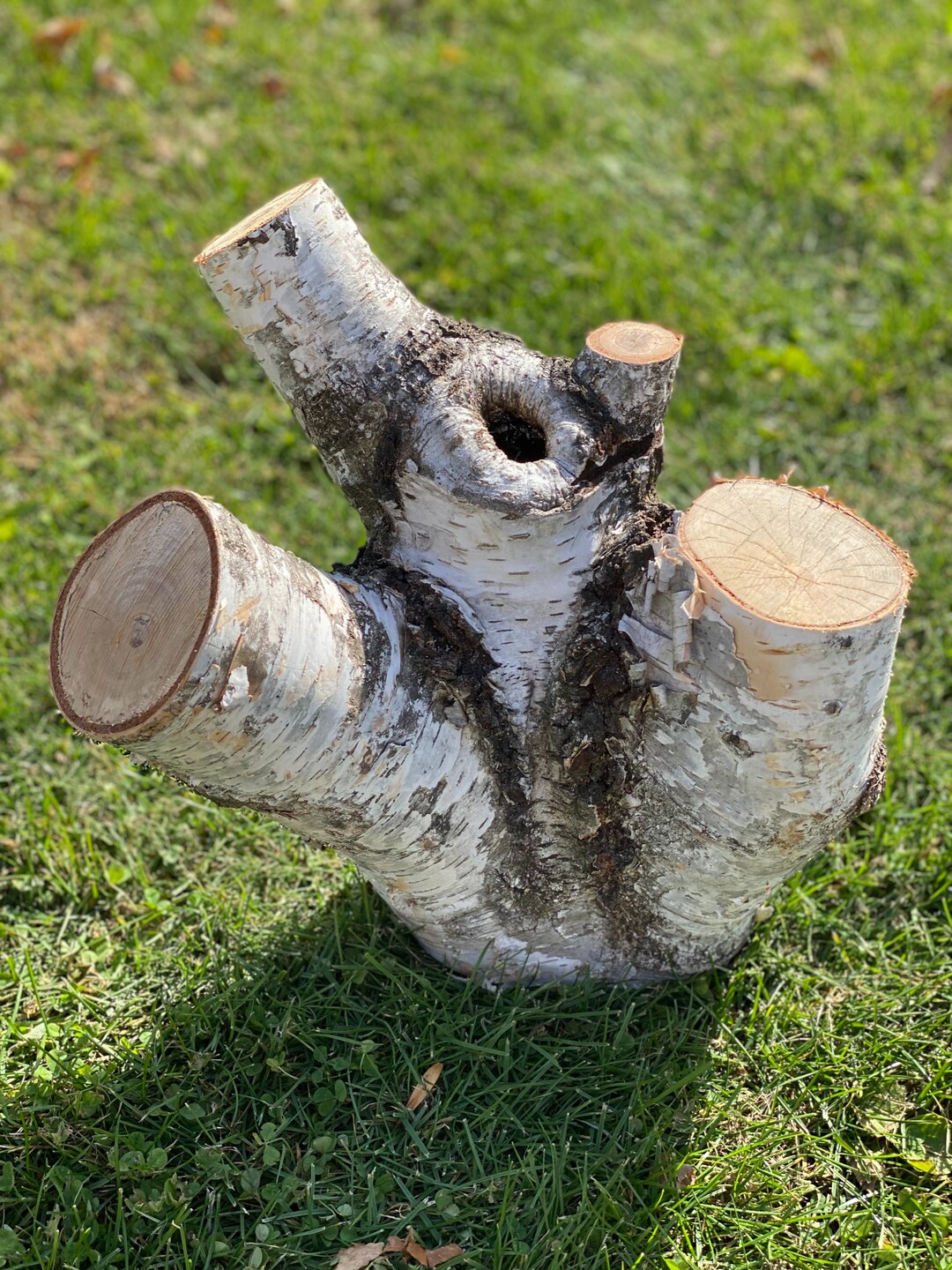 Unique White Birch Log, Approximately 13 Inches Long by About 13 Inches ...