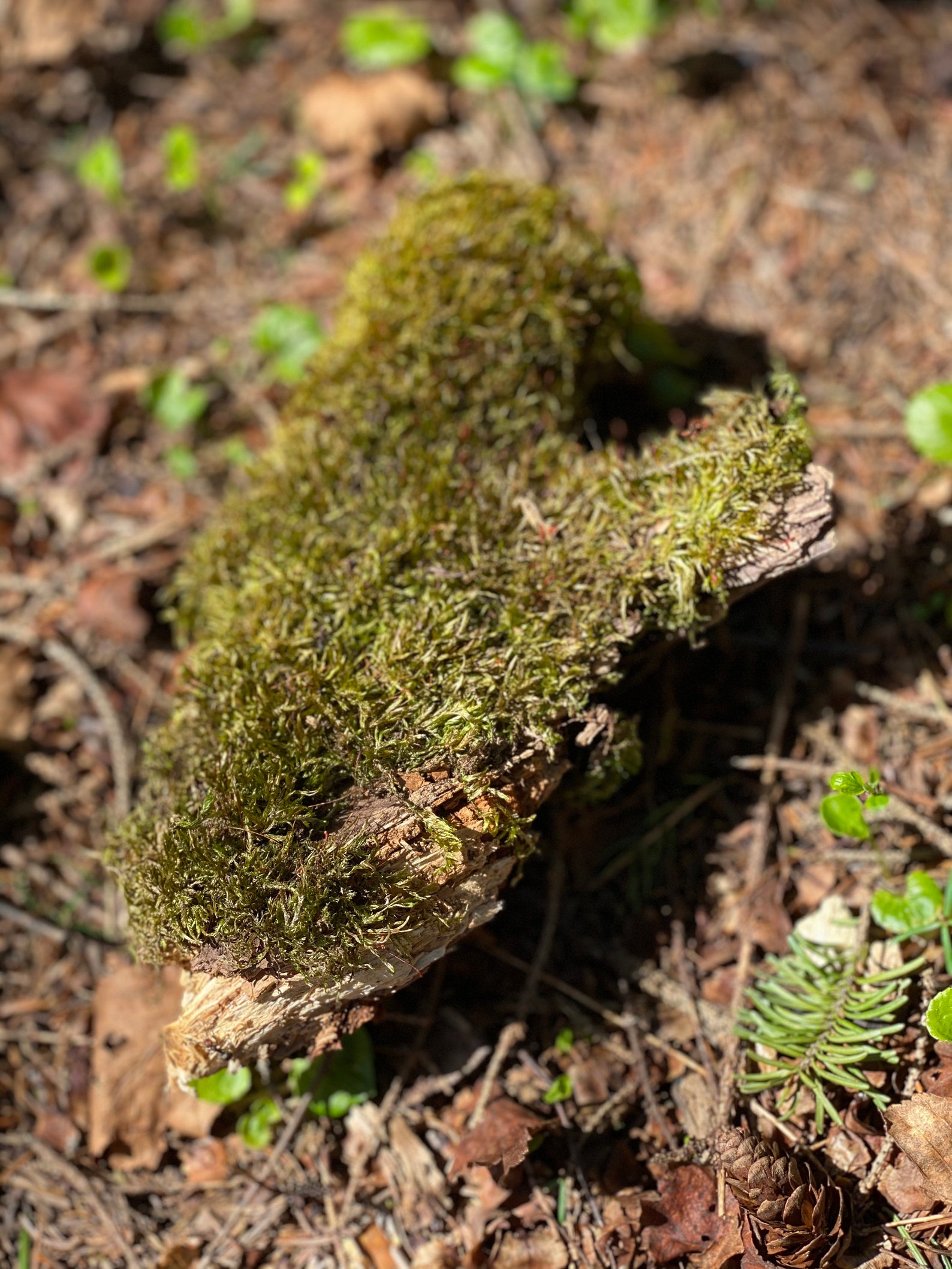 Live Moss on a Log Mossy Log Approximately 8 Inches Long With - Etsy