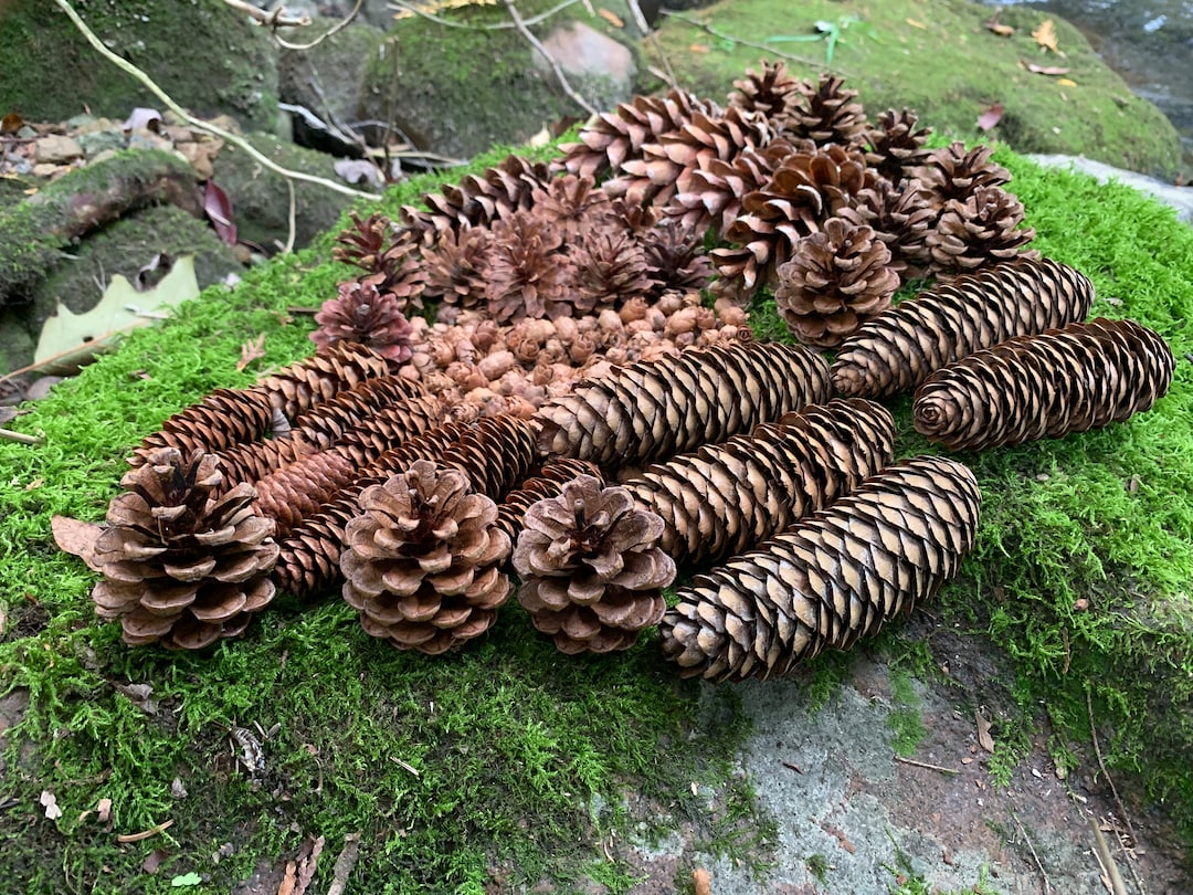 Pine Cone Assortment, 10 Red Pine, 5 White Pine, 5 Norway Spruce, 10 ...