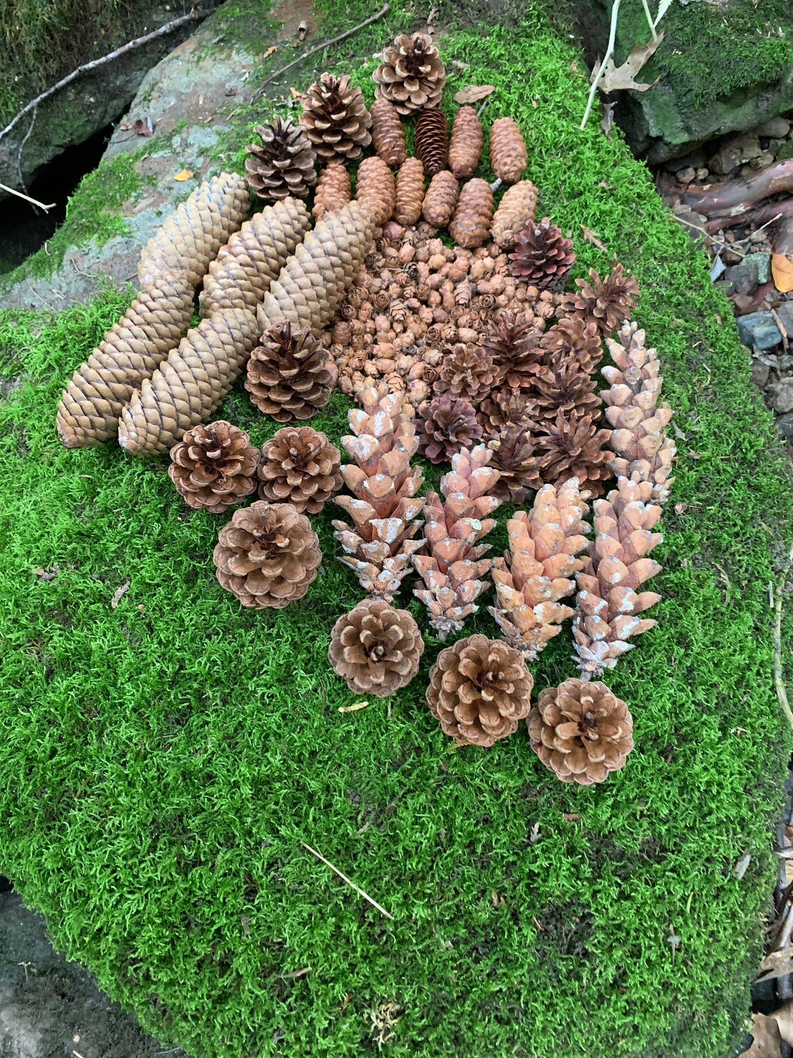 Pine Cone Assortment, 10 Red Pine, 5 White Pine, 5 Norway Spruce, 10 ...