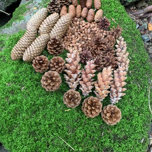 Pine Cone Assortment, 10 Red Pine, 5 White Pine, 5 Norway Spruce, 10 ...