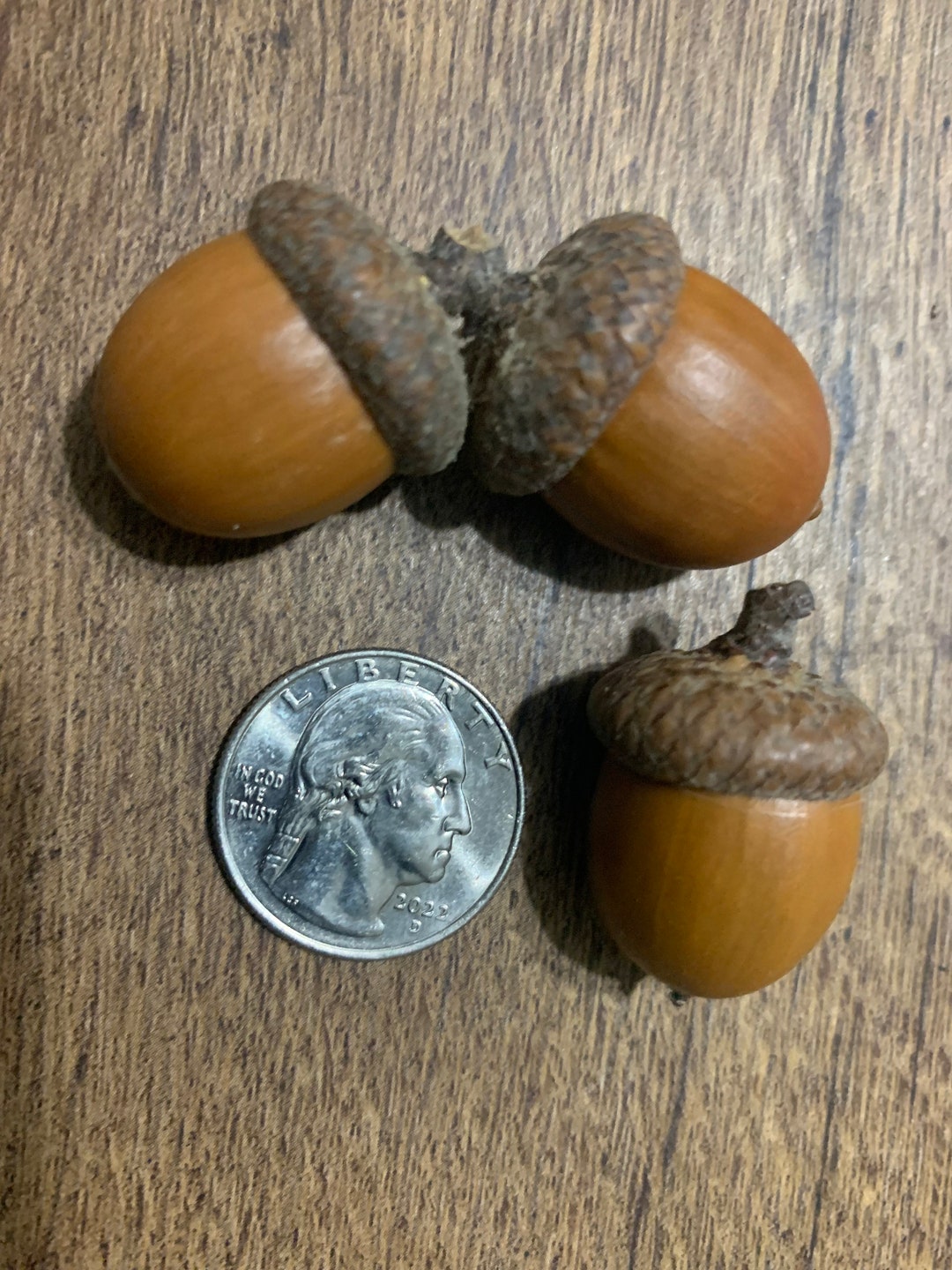 Acorns With Caps, Red Oak, 25 Count, Large in Size - Etsy