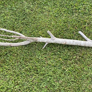 Aspen Parrot Perch Log, Parrot Perch, Approximately 43 Inches Long by 6 ...