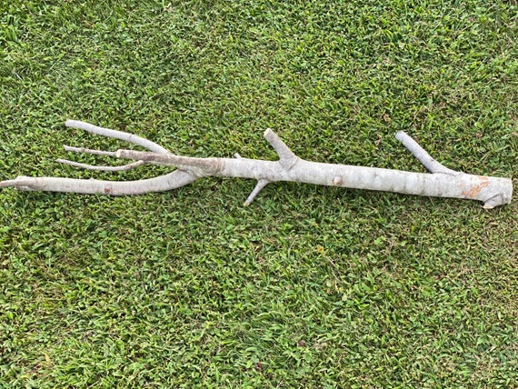 Aspen Parrot Perch Log Parrot Perch Approximately 43 Inches - Etsy