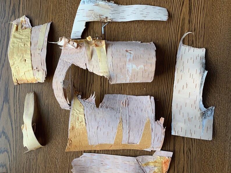 White Birch Bark Inner Layer Phloem 7 Pieces - Etsy