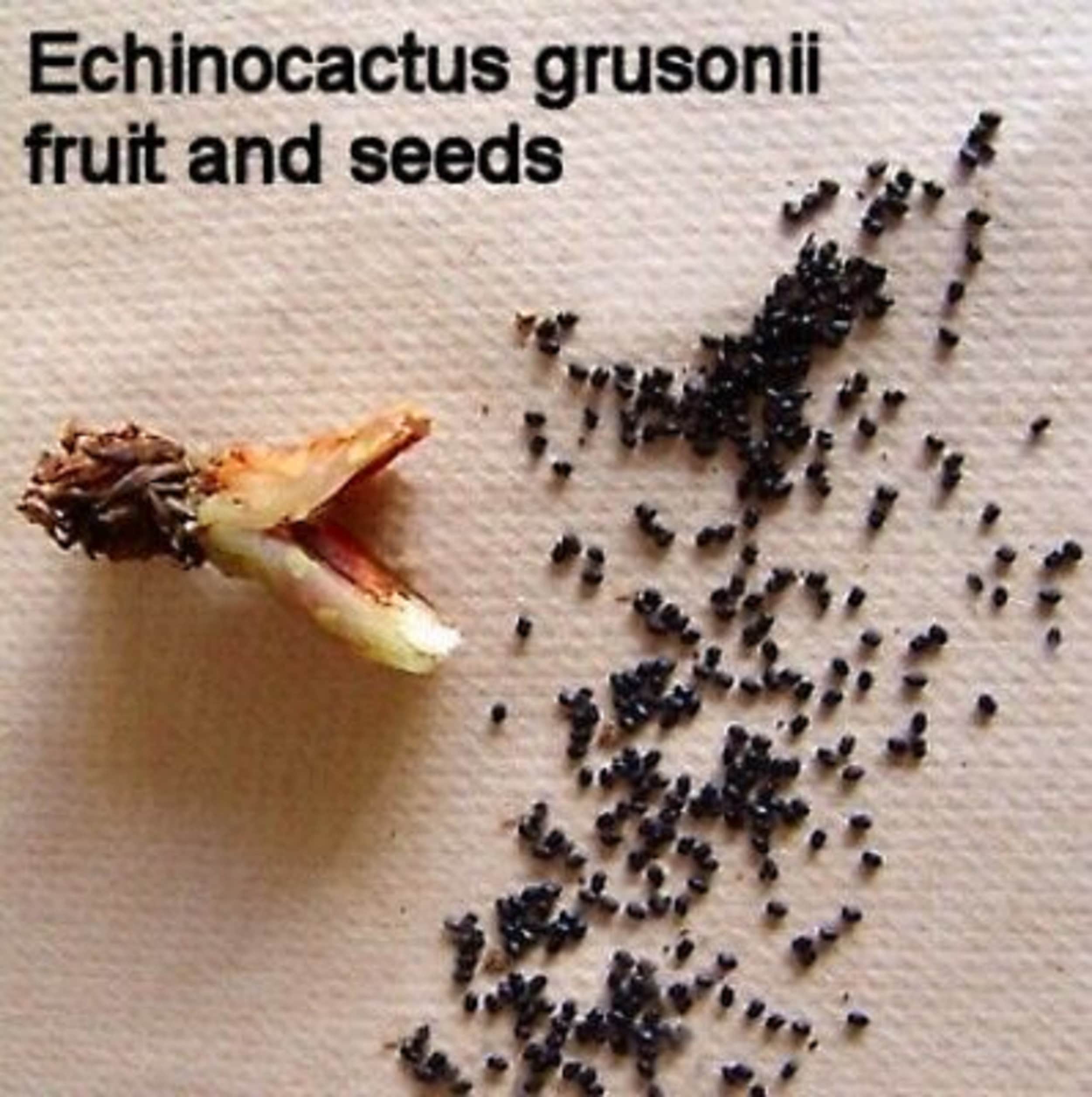 Golden Barrel Cactus Seeds, Echinocactus, 50 seeds, easy to grow ...