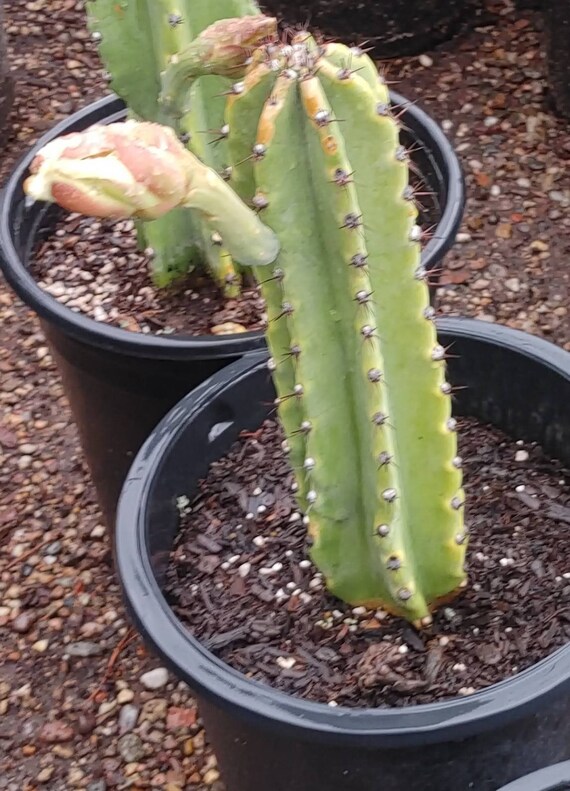 Tall Peruvian Cactus Approx. 12 Tall Fresh Live Cactus. - Etsy