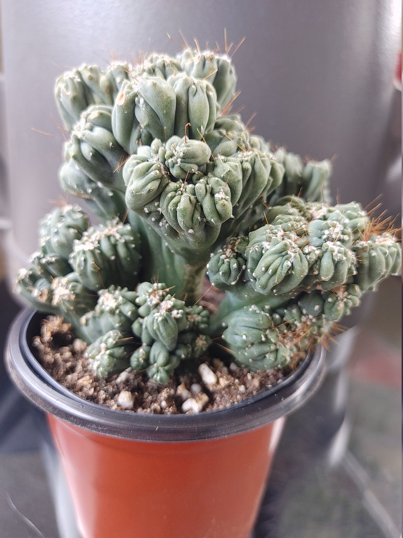 Cereus forbesii Monstrose Ming Thing Cactus Live Cactus Bare | Etsy