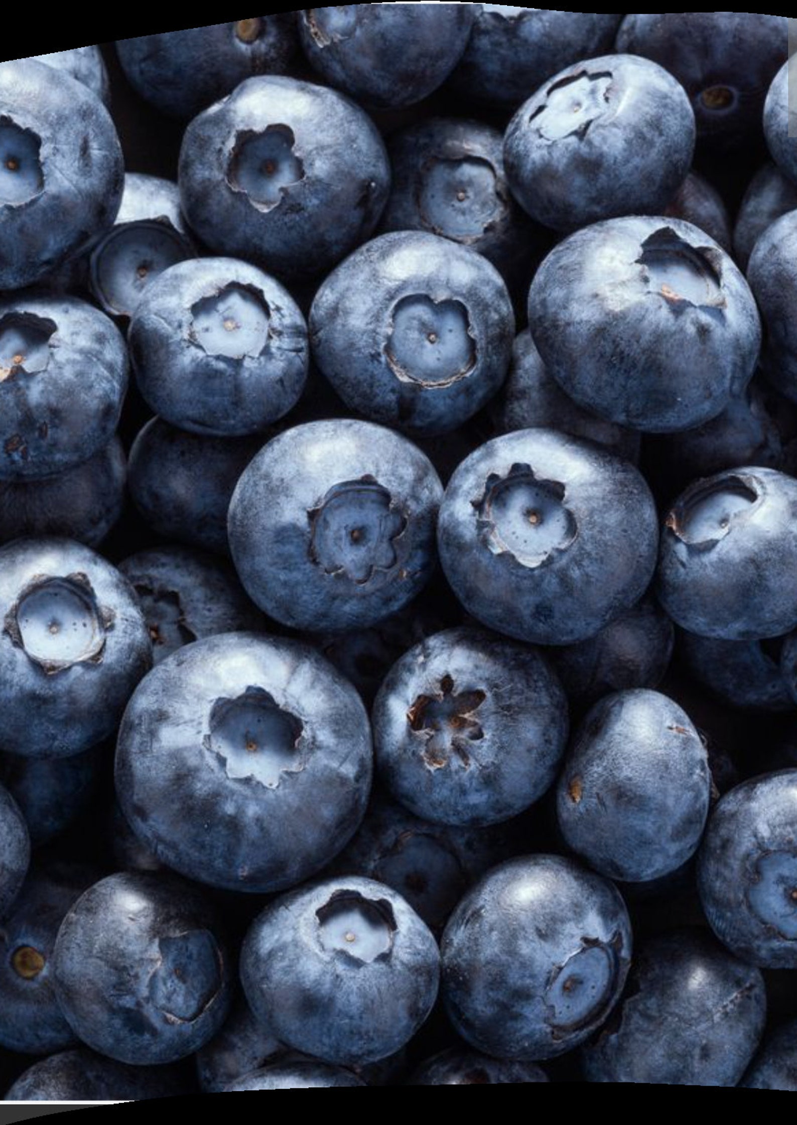 2 Fresh Lemon Blueberry Loaves W/ Glazed Lemon Icing. Moist! Homemade ...