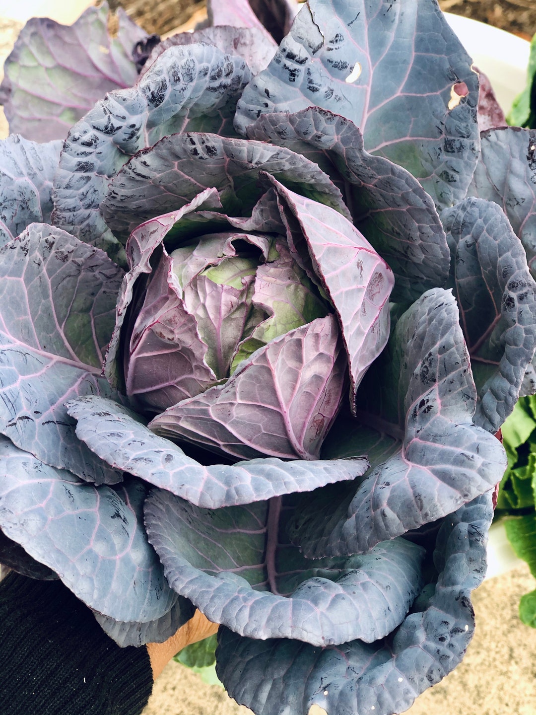 Organic Red Cabbage Seeds - Etsy