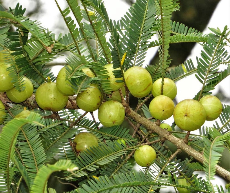 Indian gooseberry tree amla herb indian goose berry amla tree | Etsy