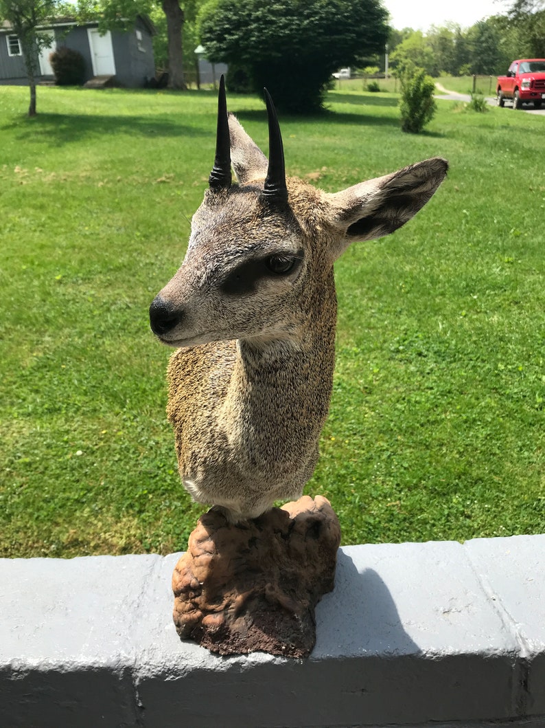 Beautiful KLIPSPRINGER Pedestal Mount Nice HORNS AFRICA Safari | Etsy