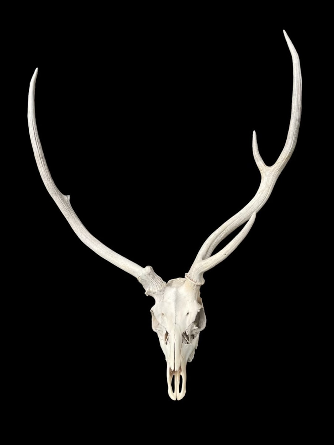 Taxidermy Nice Typical AXIS DEER ANTLER on a Full Skull, Log Cabin ...