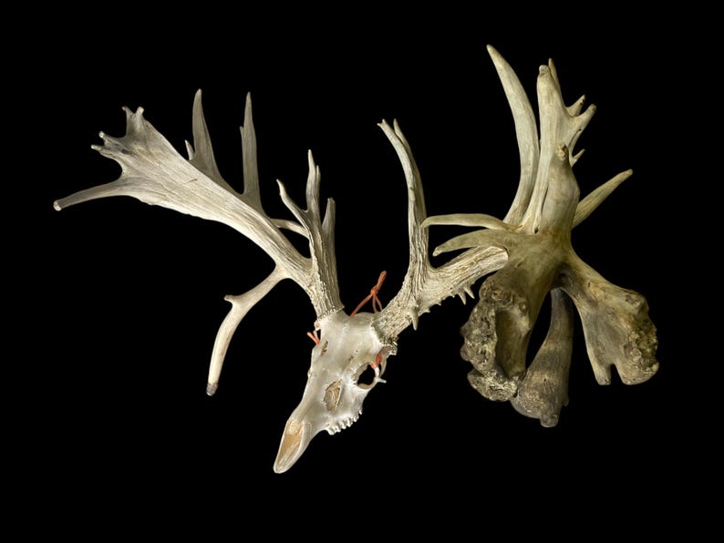 34 Point - GAINT - Nontypical Whitetail Deer Antlers-skull Big Drop ...