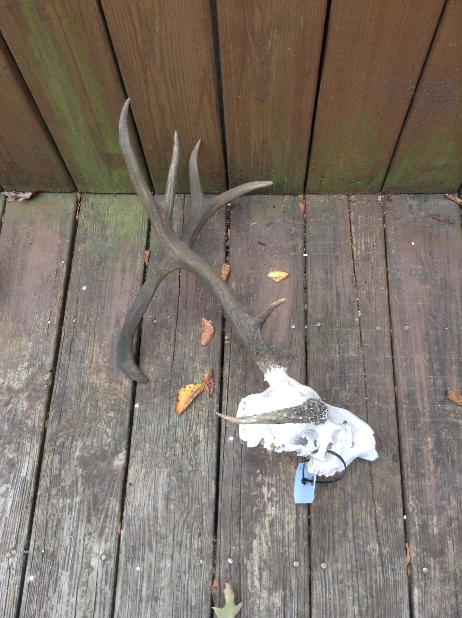 Weird Nontypical Whitetail Deer Antlers-skull Big DROP TINE Lodge ...