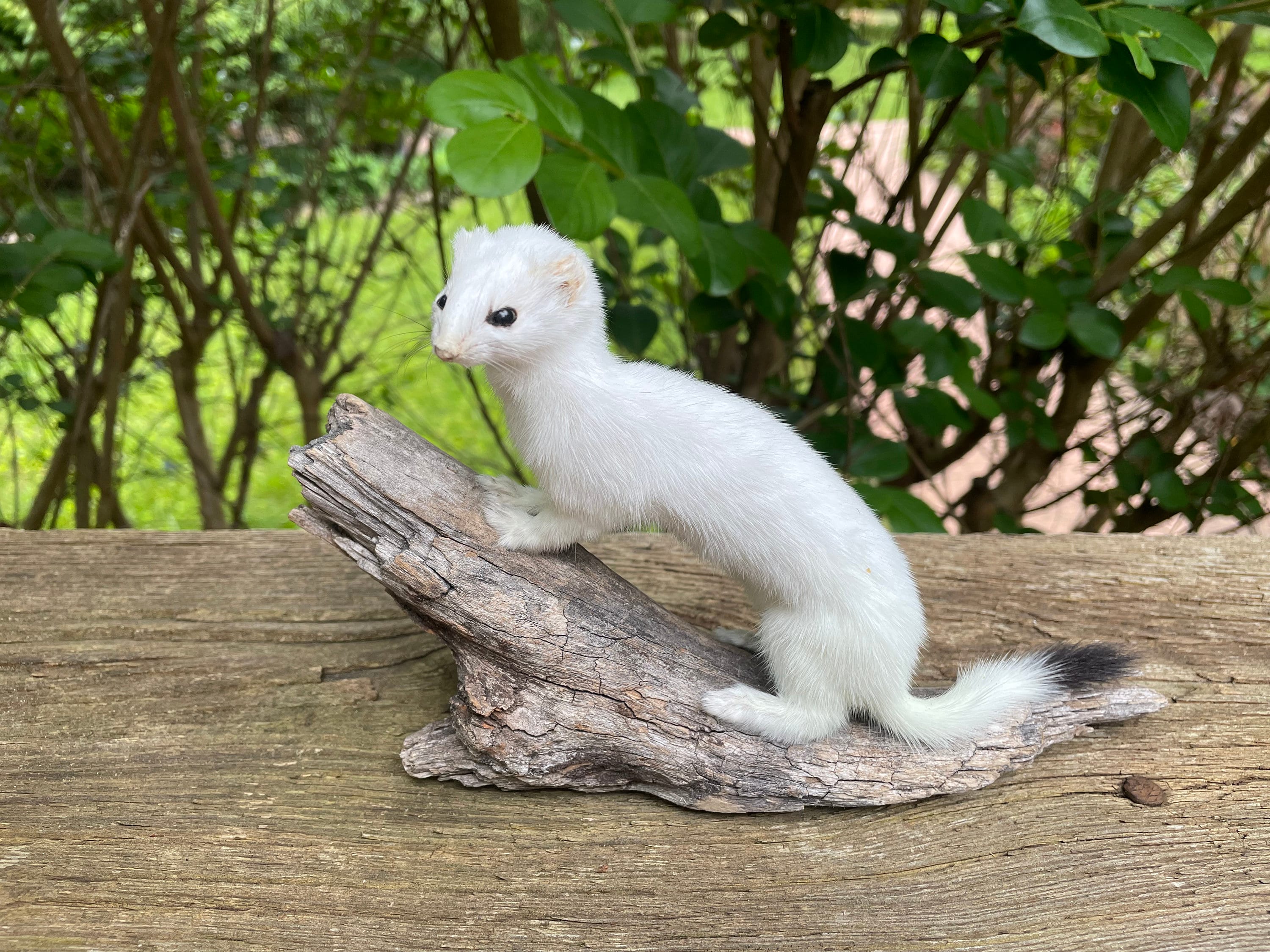 Ermine Weasel