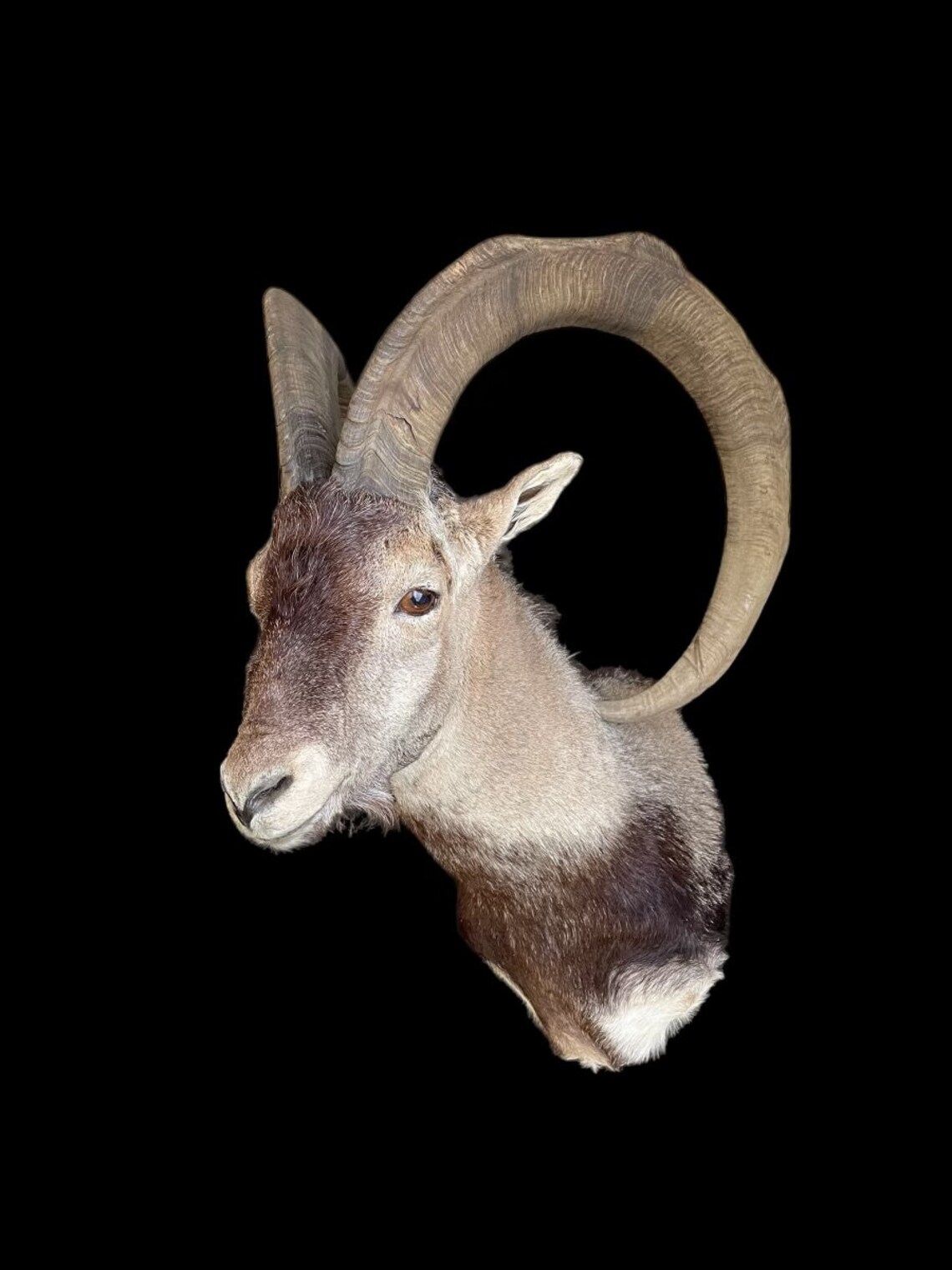 Beautiful, Gredos Ibex Shoulder Mount, MONSTER , Unusual 46" Horns ...