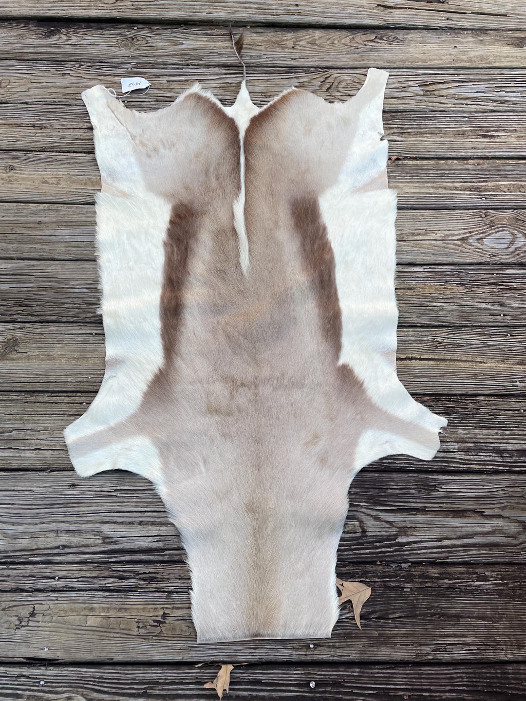 Beautiful Tanned, SPRINGBOK SKIN -hide Africa Safari Hunting Lodge ...