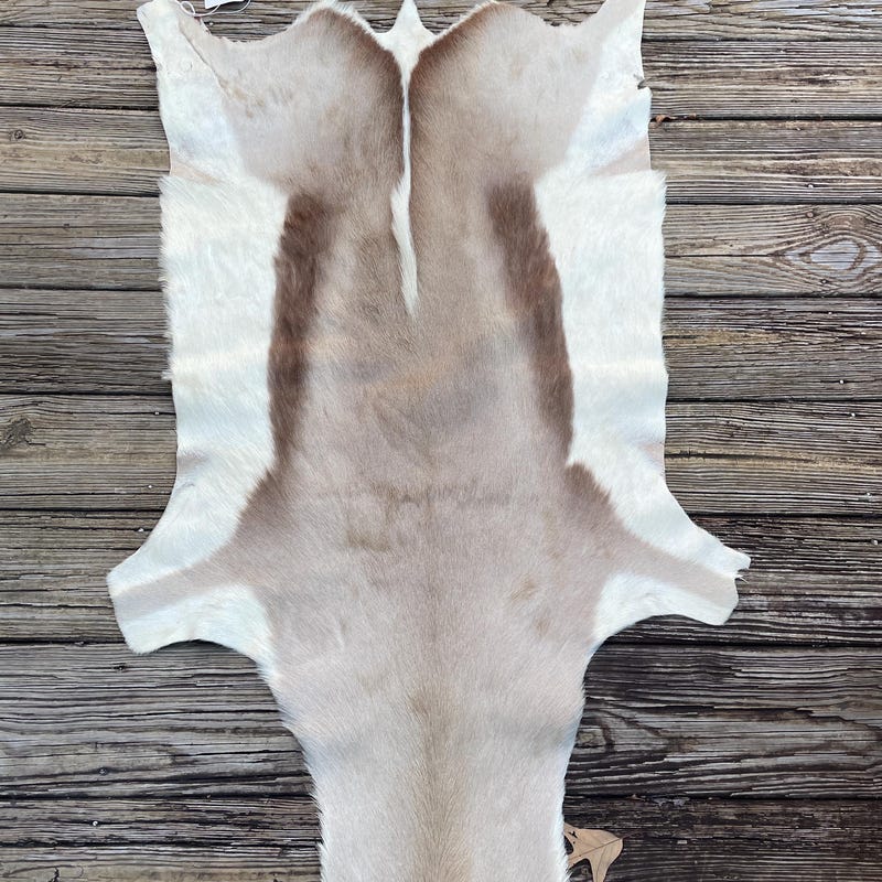 Springbok Hide - Etsy