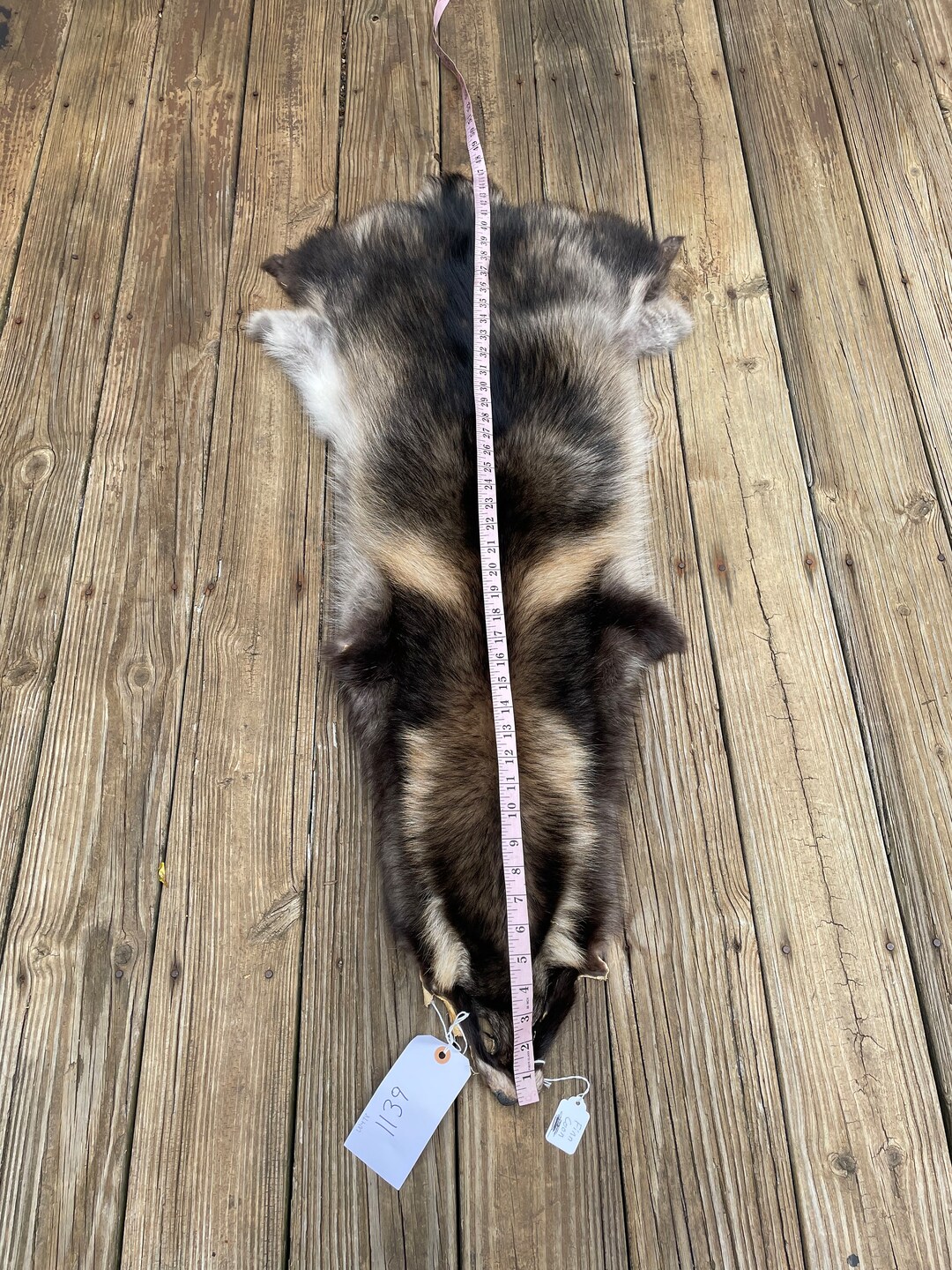 Taxidermy Lg. Tanned Japanese Raccoon Dog -aka- Tanuki FUR, Skin, Pelt ...