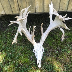 Monster 40 Point Giant Nontypical Whitetail Deer Antlers-skull Big Club ...