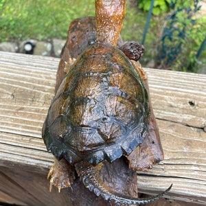 VERY Nice Smaller, New Snapping Turtle Lifesize Mount, Log Cabin ...